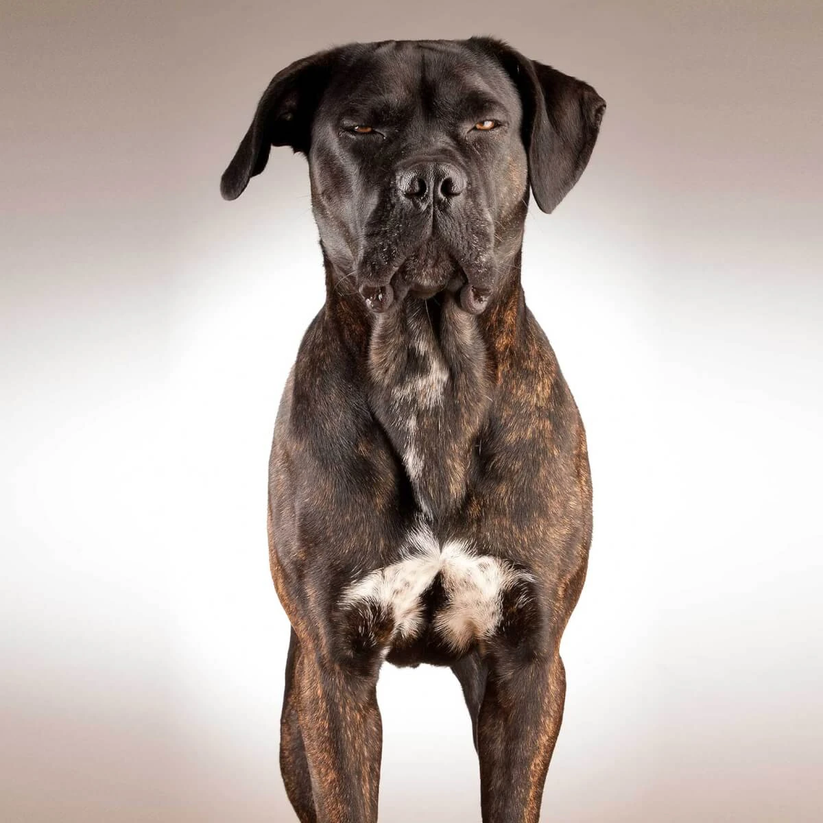 Survivor Dogs - Pike | Original Characters Wiki | Fandom