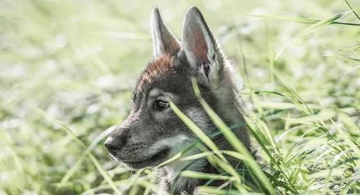 Survivor Dogs - Spring | Original Characters Wiki | Fandom