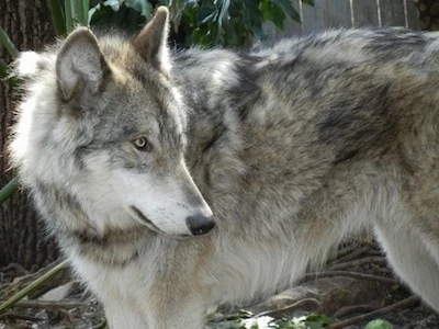 Category:Wolves | Original Characters Wiki | Fandom