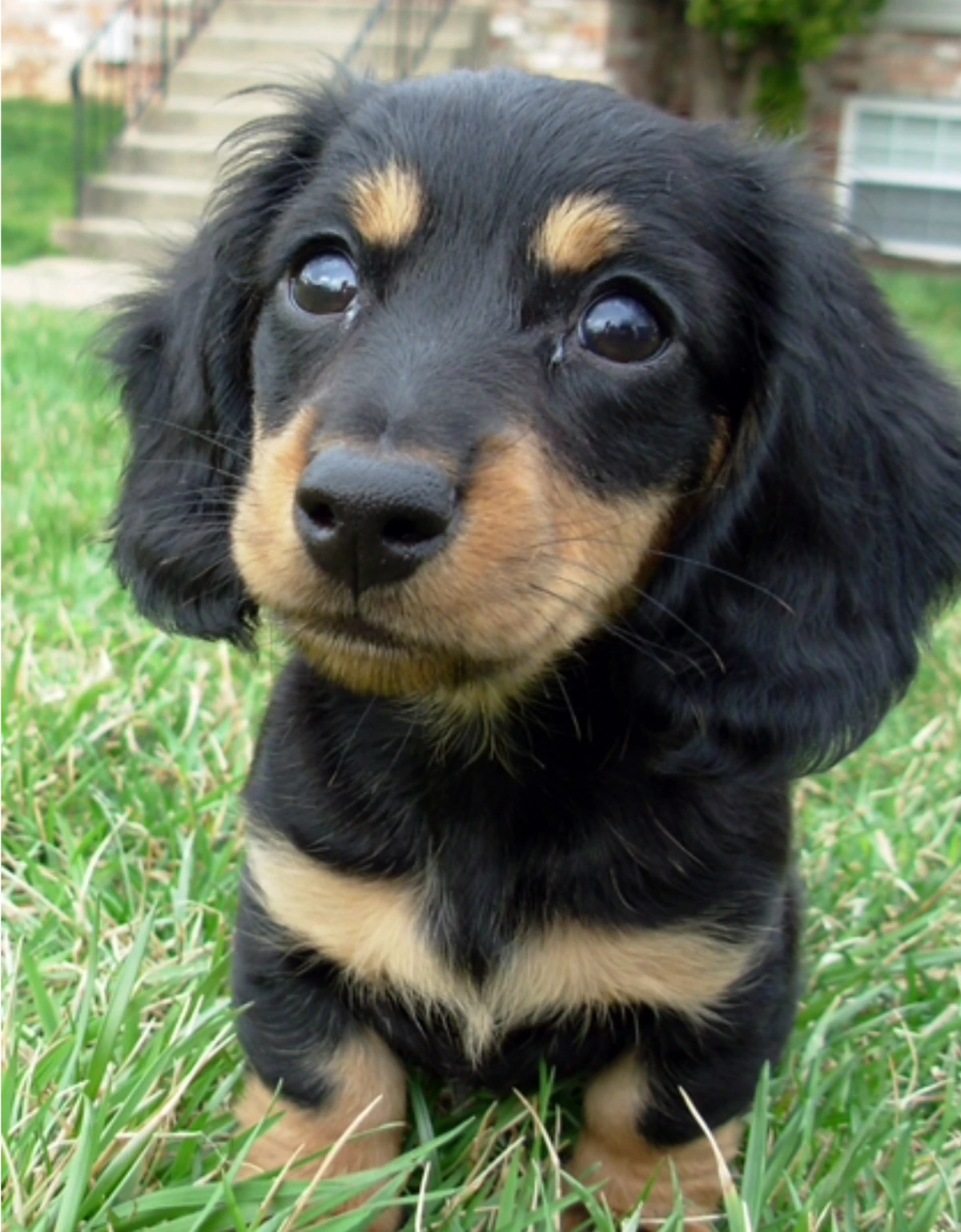 Survivor Dogs - Clarence | Original Characters Wiki | Fandom