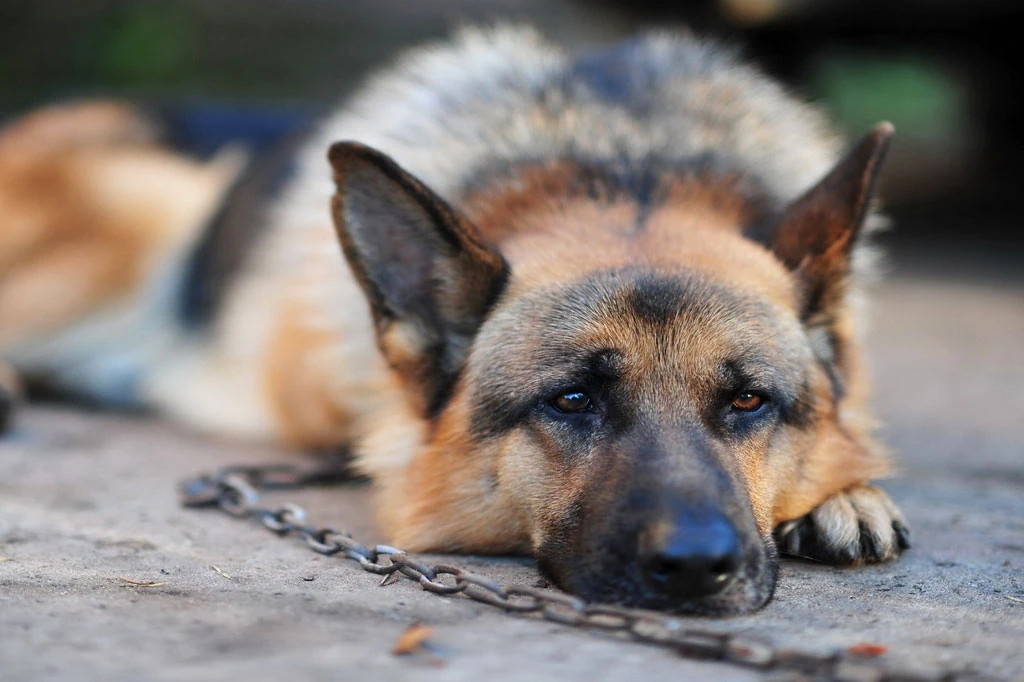 Survivor Dogs - Tikani (Hidden Enemies) | Original Characters Wiki | Fandom