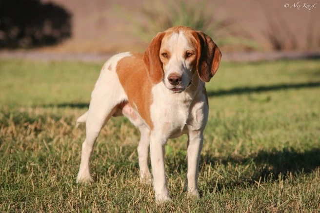 Survivor Dogs - Snap | Original Characters Wiki | Fandom