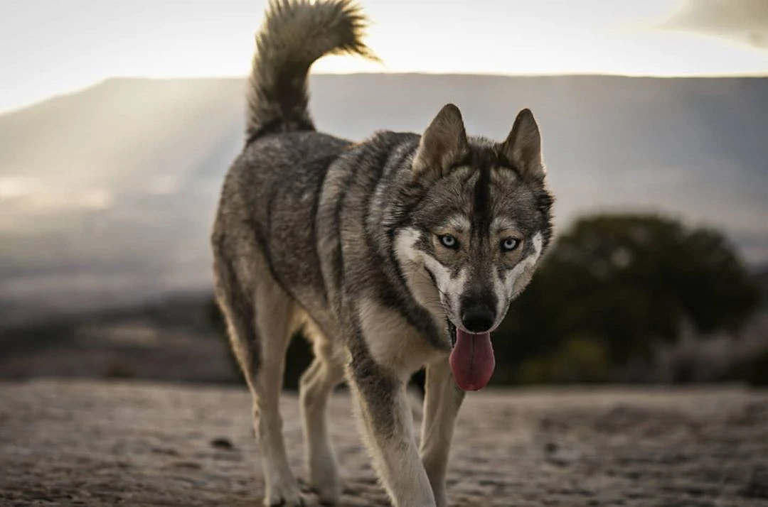 Survivor Dogs - Soot | Original Characters Wiki | Fandom