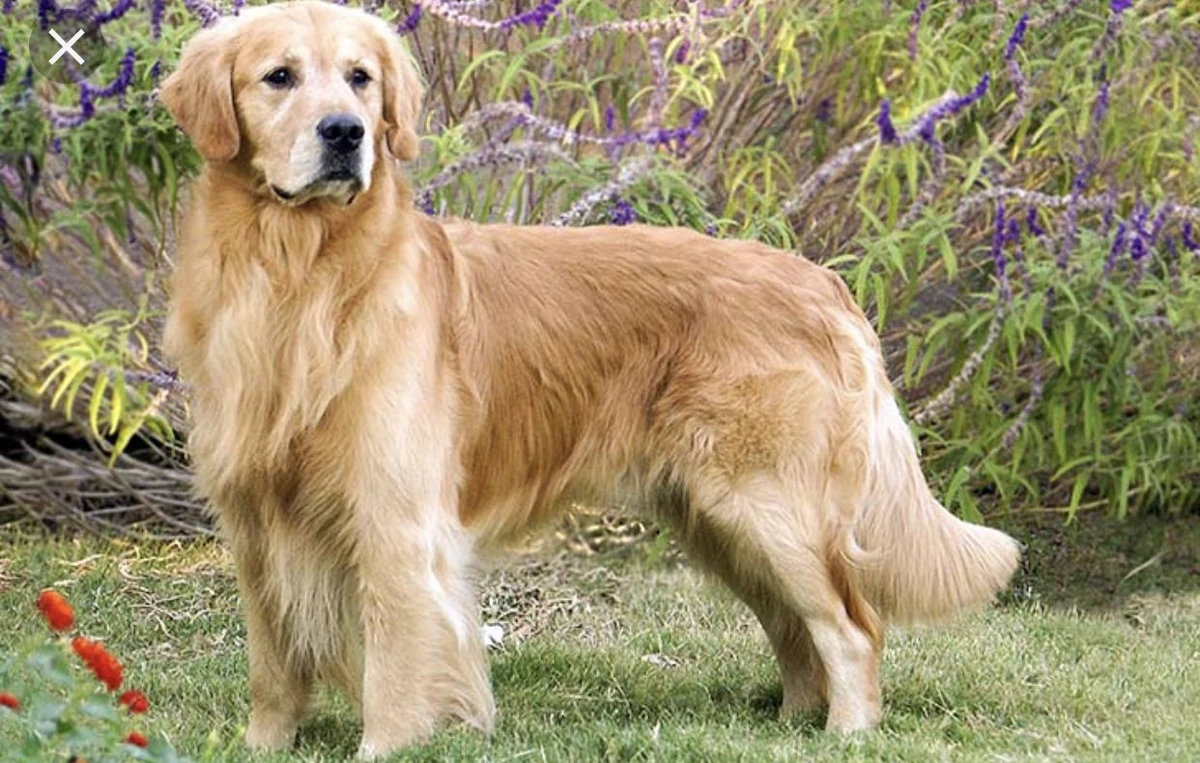 Survivor Dogs - Bloom | Original Characters Wiki | Fandom