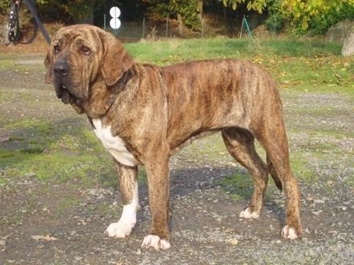 Salem (Survivor dogs) | Original Characters Wiki | Fandom