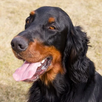 Survivor Dogs - Simba | Original Characters Wiki | Fandom