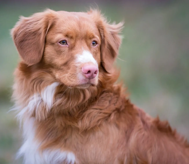 Fox | Survivors' OC's Wiki | Fandom