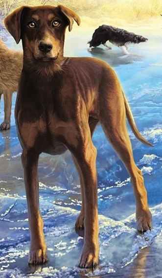 Sturm | Survivor Dogs Wiki | Fandom