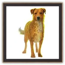 Lucky | Survivor dogs Wiki | Fandom