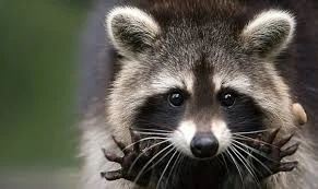 Еноты | Хроники Стаи Вики | Fandom