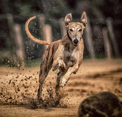 Swift-Dog (term) | Survivors by Erin Hunter Wiki | Fandom