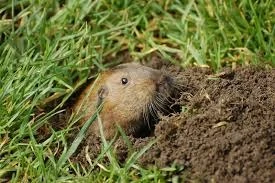 Gopher | Survivors by Erin Hunter Wiki | Fandom