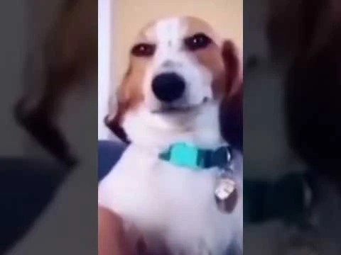 Caca | Sus Town Wiki | Fandom