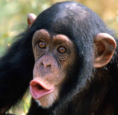 The Days of The Monke | The Apecord Wiki | Fandom