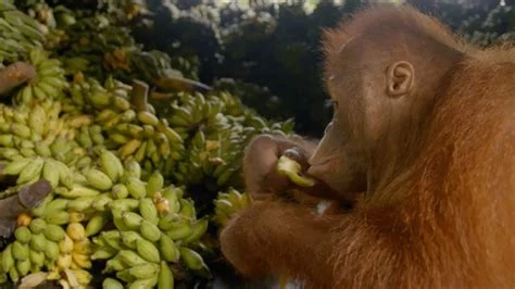 Beni | The Apecord Wiki | Fandom