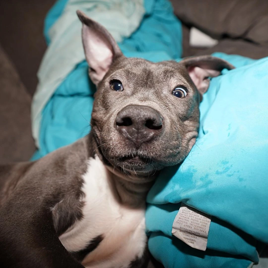 Rey Wolfdog | Swaggy Wolfdog Wiki | Fandom