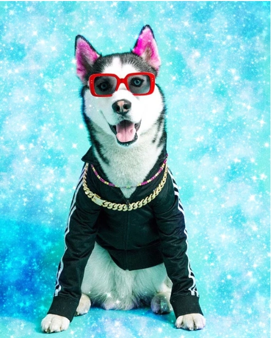 Random Swaggy Wolfdog Photos | Swaggy Wolfdog Wiki | Fandom
