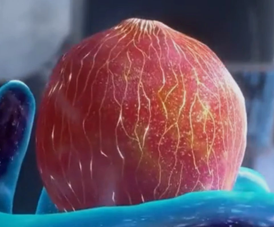 Life Fruit | Swallowed Star Wiki | Fandom