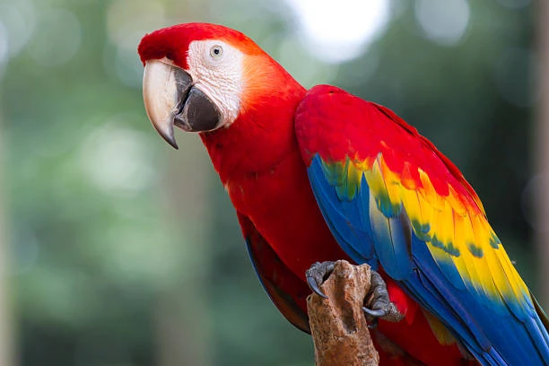 A Second Squawk | Swashbuckle Wikia | Fandom