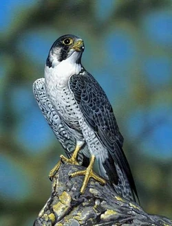 Ratarian Hawk | Star Wars Bloodlines Wiki | Fandom