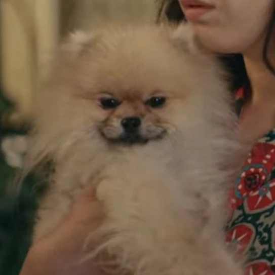 Bom | Sweet Home Wiki | Fandom