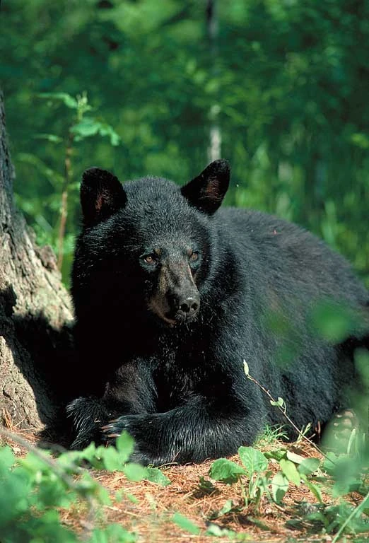 Blue bear | Star Wars Fanon | Fandom