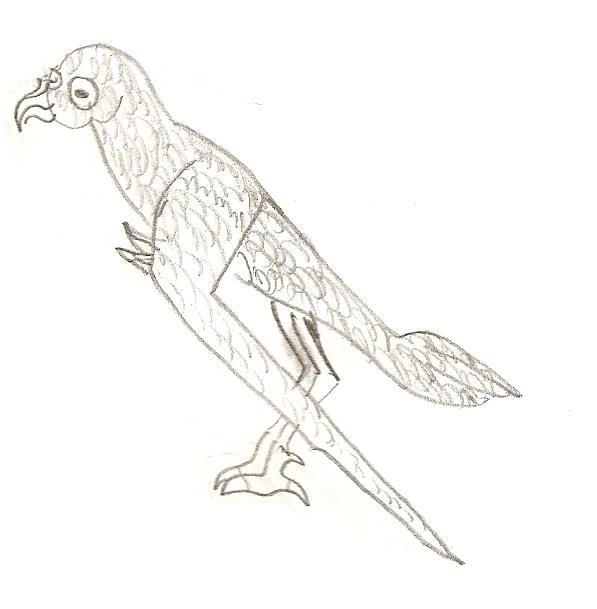 Hawky | Star Wars Fanon | Fandom