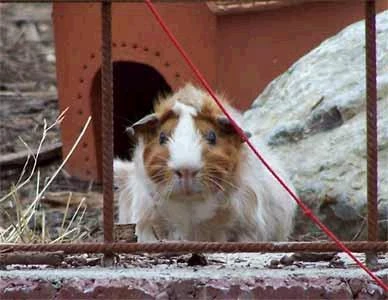 Wuzi (character) | SWG Wiki | Fandom