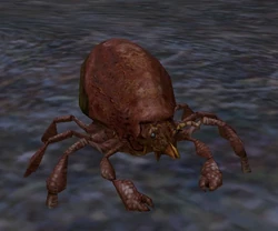 Rot Mite | SWG Wiki | Fandom