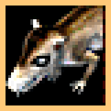 Womp Rat | Star Wars Galactic Battlegrounds Wikia | Fandom