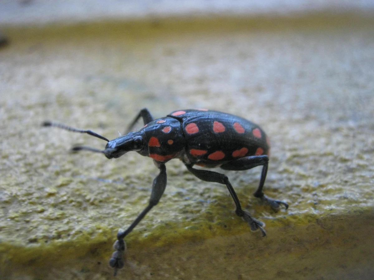 Red Spotted Beetle | Sword Art Online: Resurrection Project Wiki | Fandom