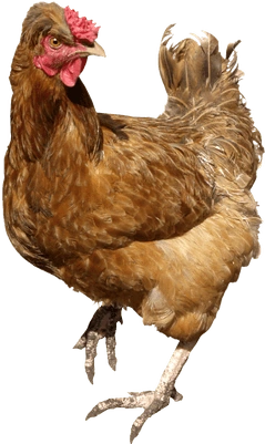 The Evil Chicken | SwordBurst 2 Wiki | Fandom
