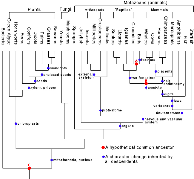 Complete Phylogenetic Tree Of Life
