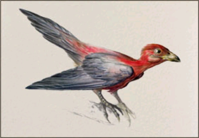 Red Amerzone cuckoo | Syberia Wiki | Fandom