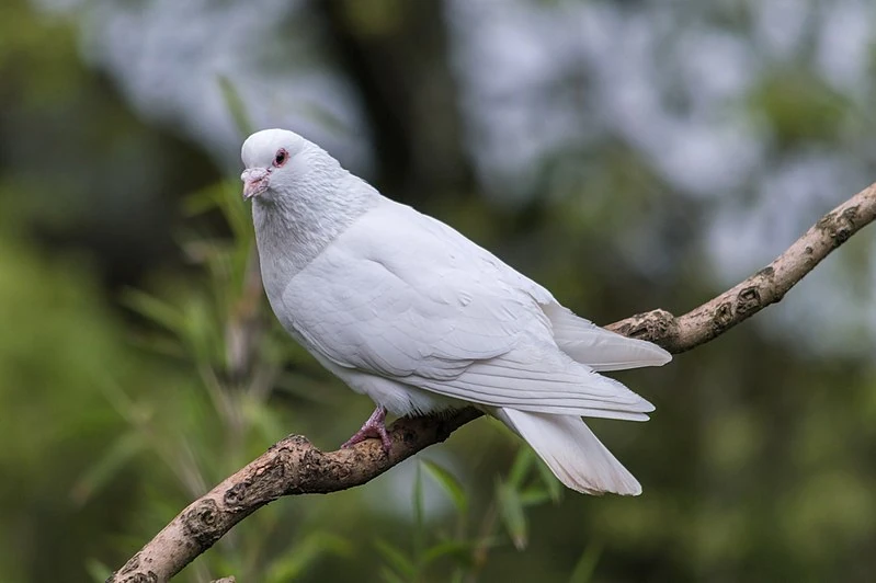 White Dove Symbolism