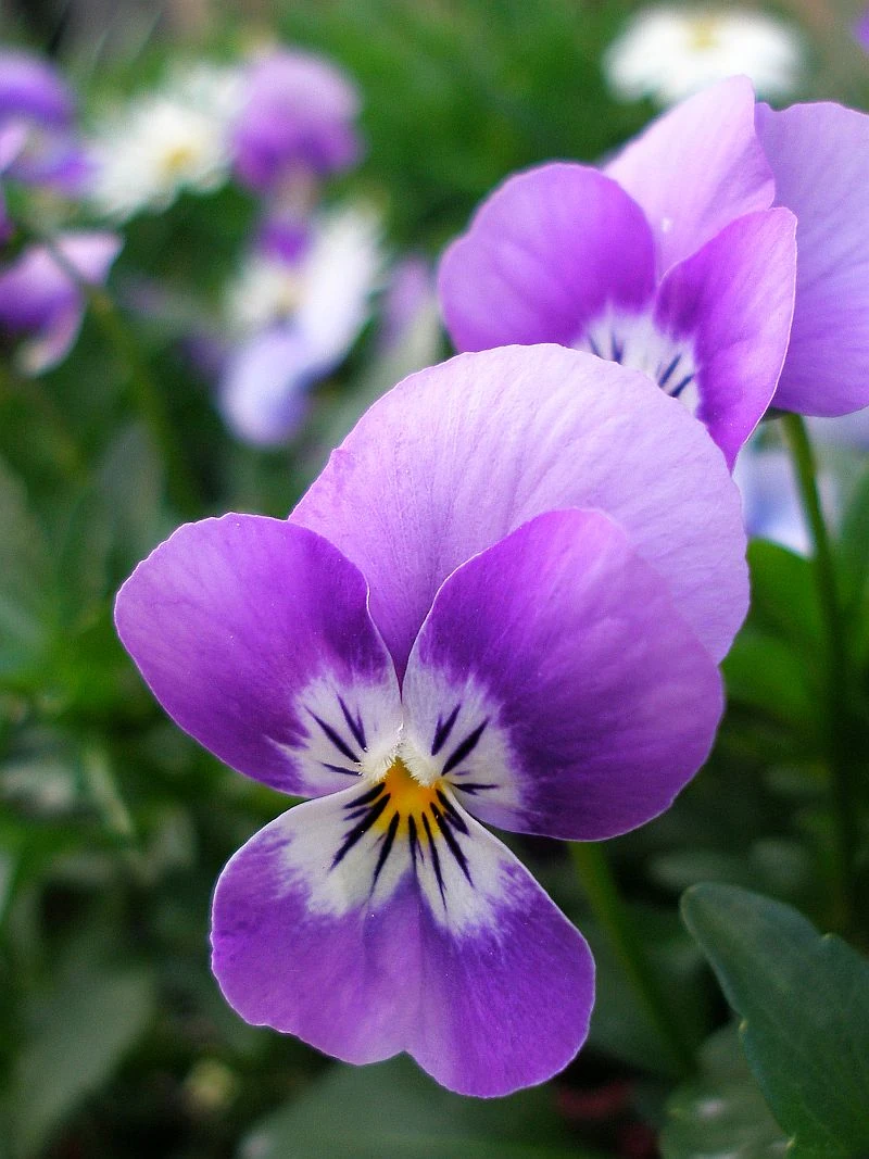 Pansy Flower Meaning