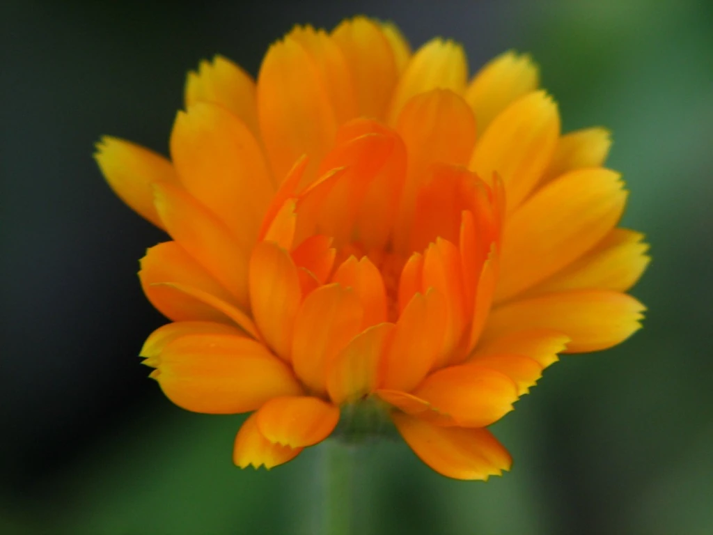 Calendula | Symbolism Wiki | Fandom