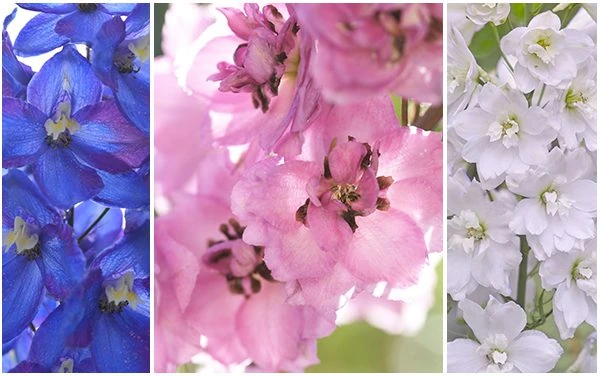 Larkspur | Symbolism Wiki | Fandom