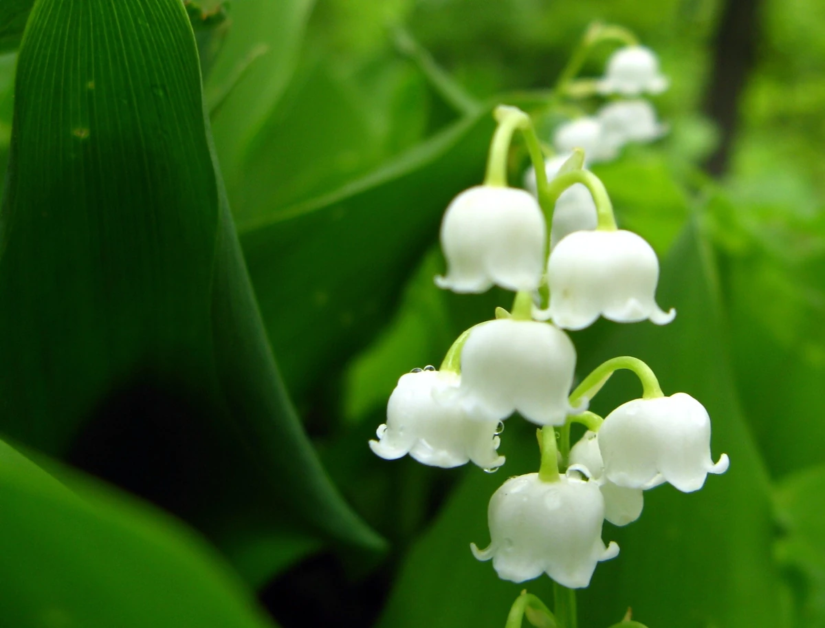 Lily of the valley | Symbolism Wiki | Fandom