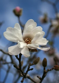 Magnolia | Symbolism Wiki | Fandom