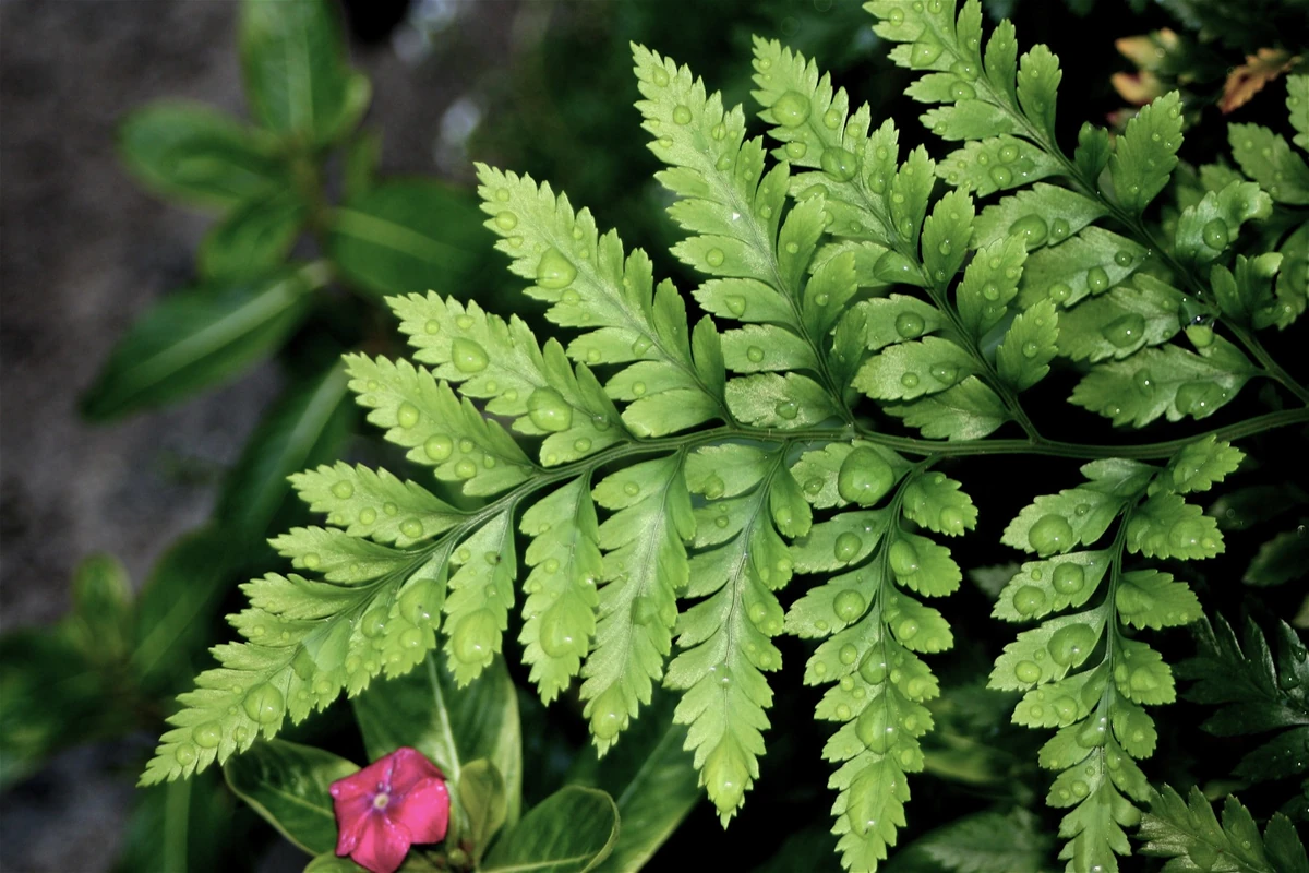 Fern | Symbolism Wiki | Fandom