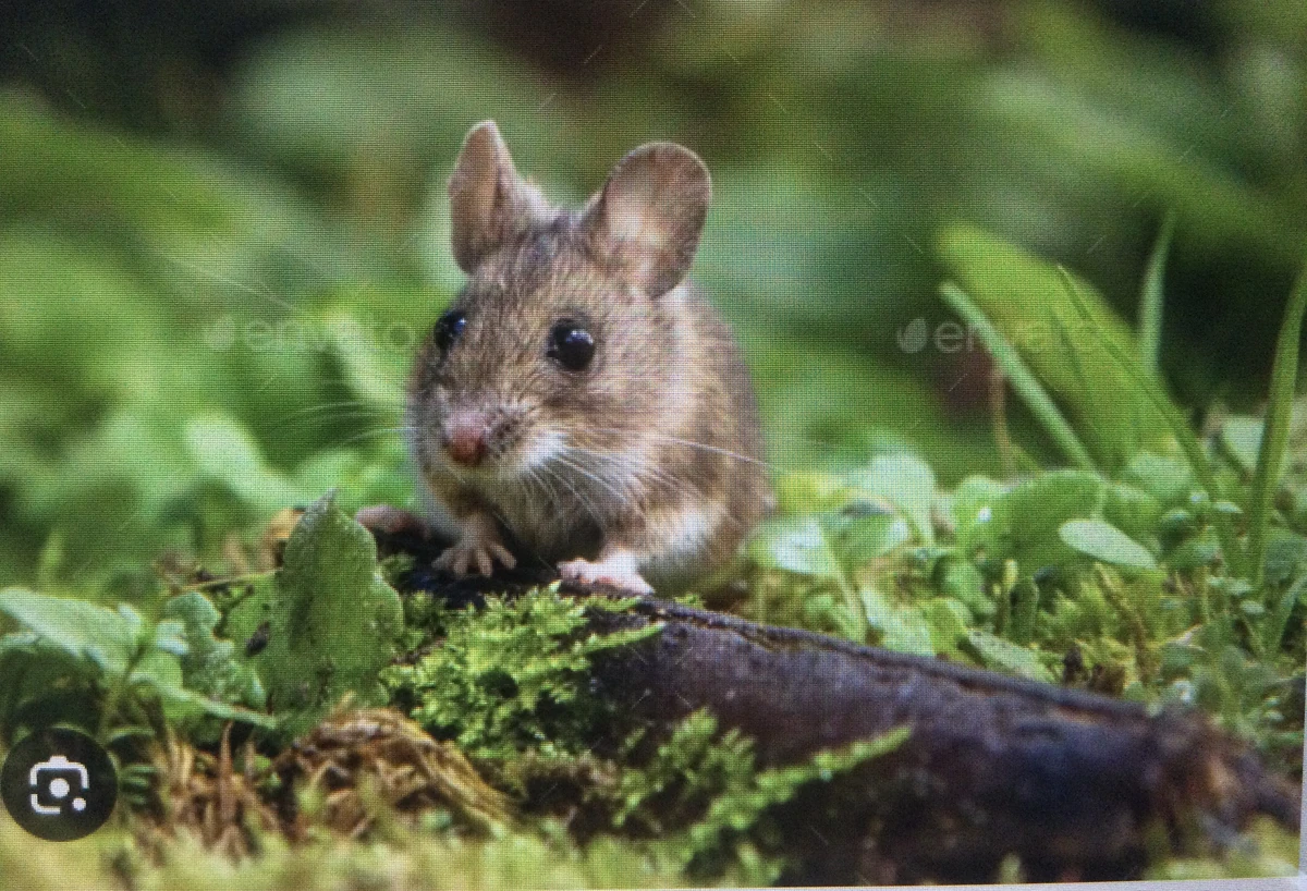 Mouse | Synonyms & Antonyms Wiki | Fandom