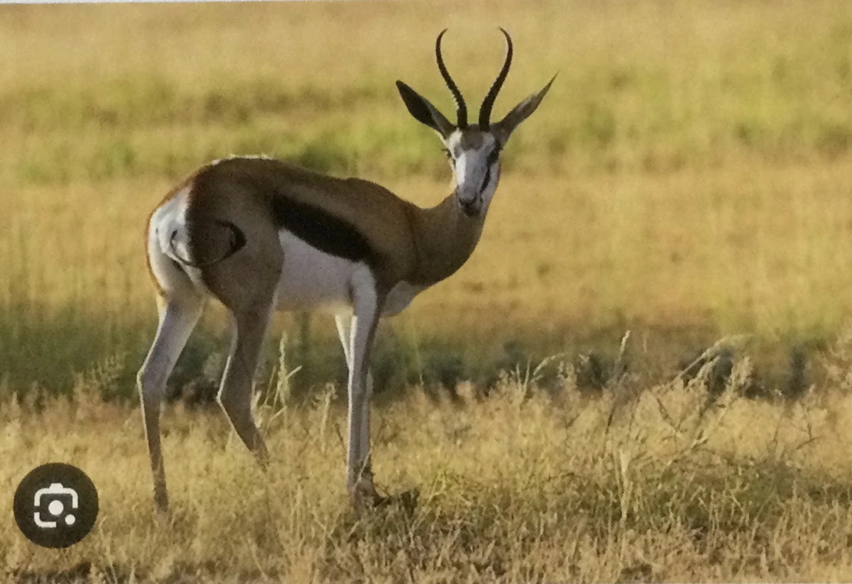 Springbok | Synonyms & Antonyms Wiki | Fandom