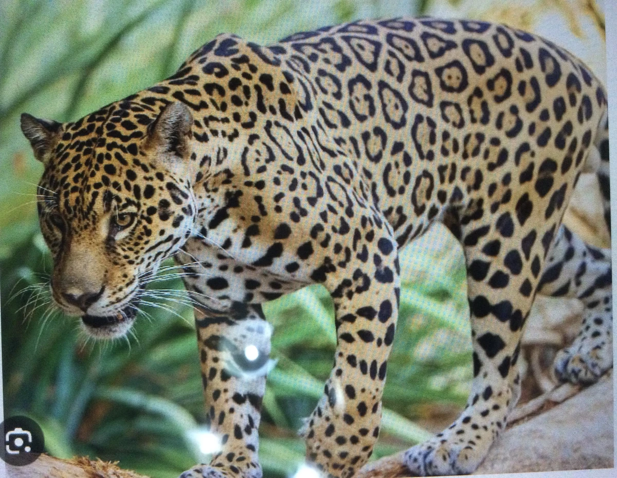 Jaguar | Synonyms & Antonyms Wiki | Fandom