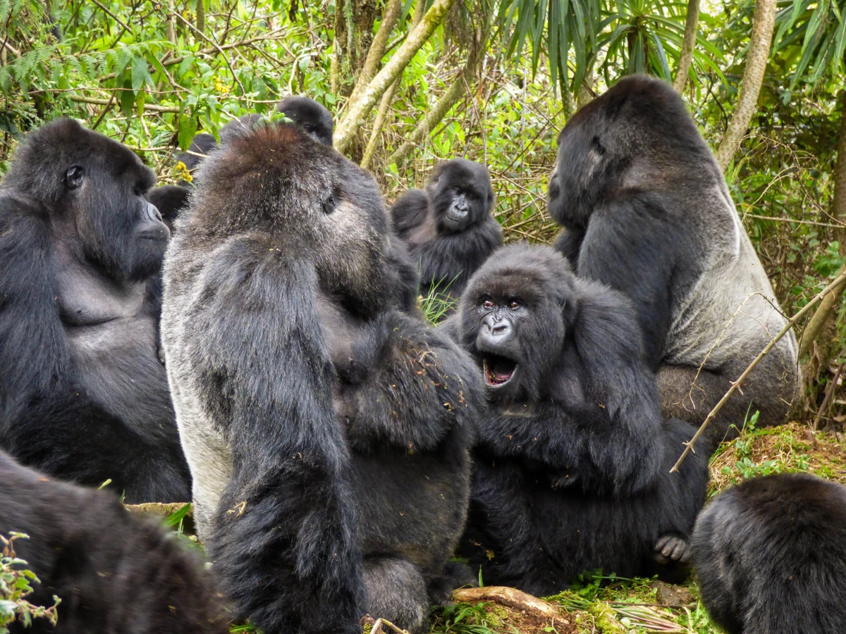 Ape | Synonyms & Antonyms Wiki | Fandom