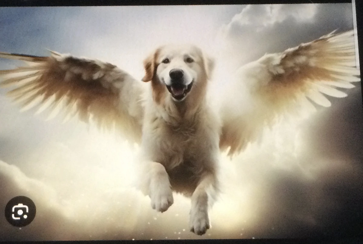 Angelic Synonyms | Synonyms & Antonyms Wiki | Fandom