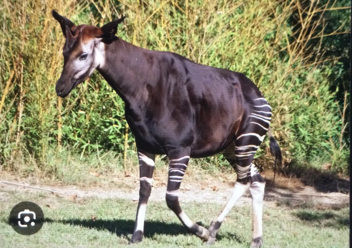 Okapi | Synonyms & Antonyms Wiki | Fandom