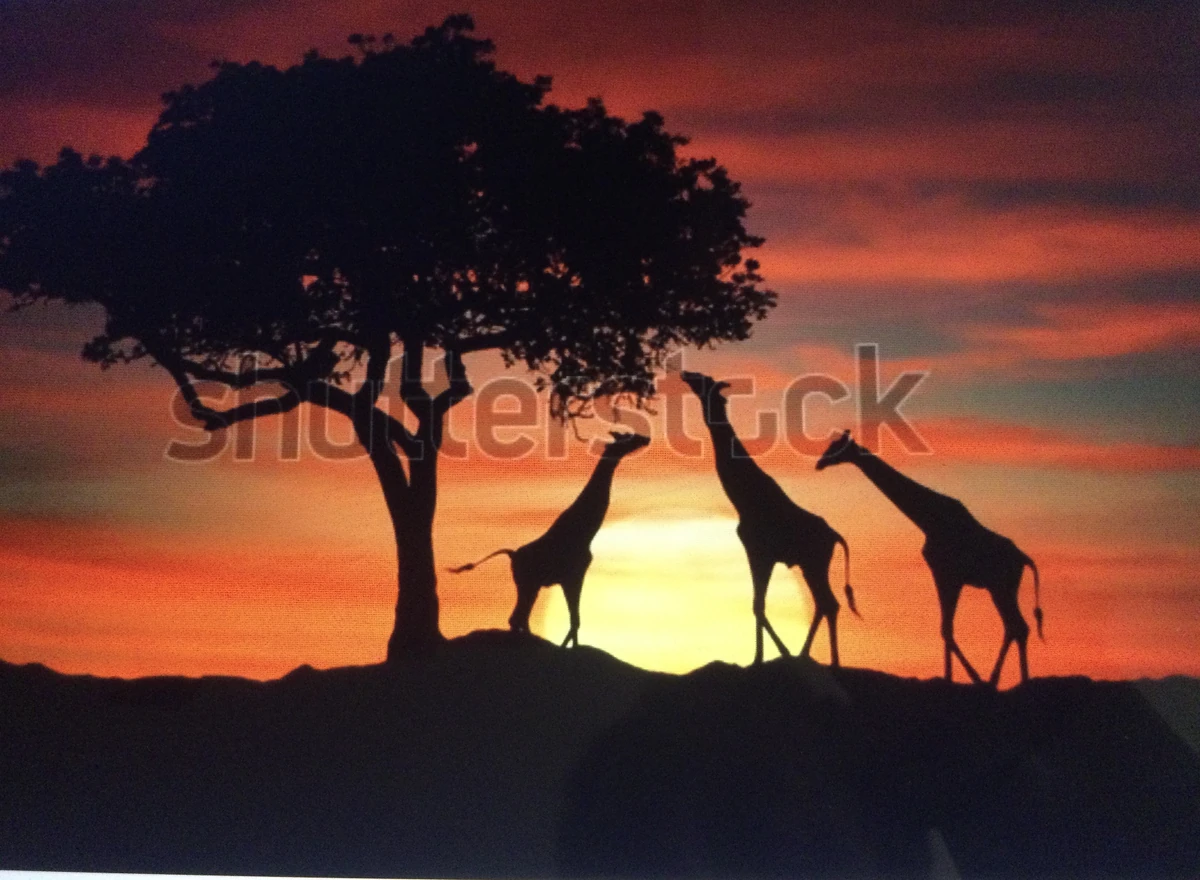 Glamorous Synonyms | Synonyms & Antonyms Wiki | Fandom