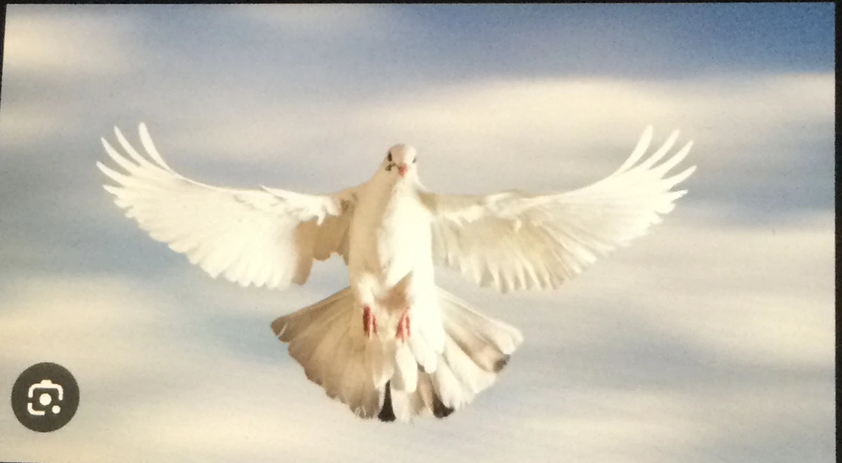 Dove | Synonyms & Antonyms Wiki | Fandom