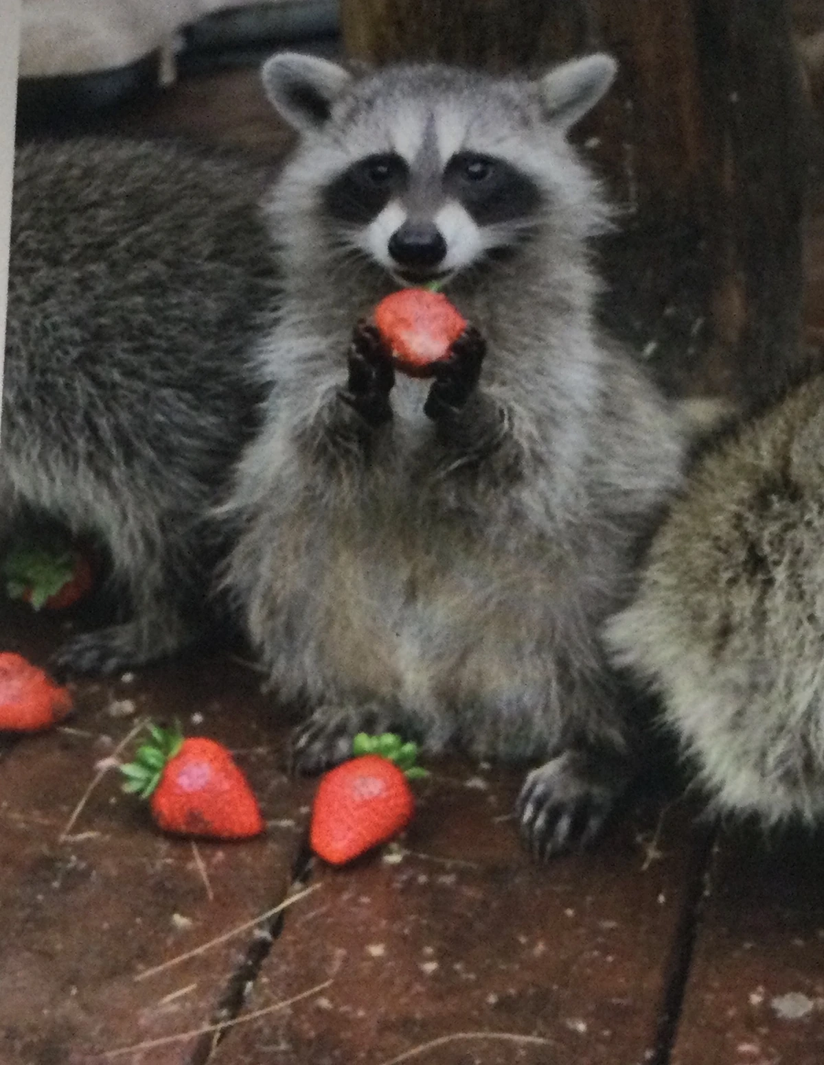 Cuteness Synonyms | Synonyms & Antonyms Wiki | Fandom